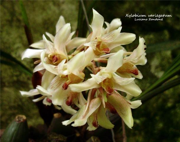 Orquidário Zandoná: Xylobium variegatum