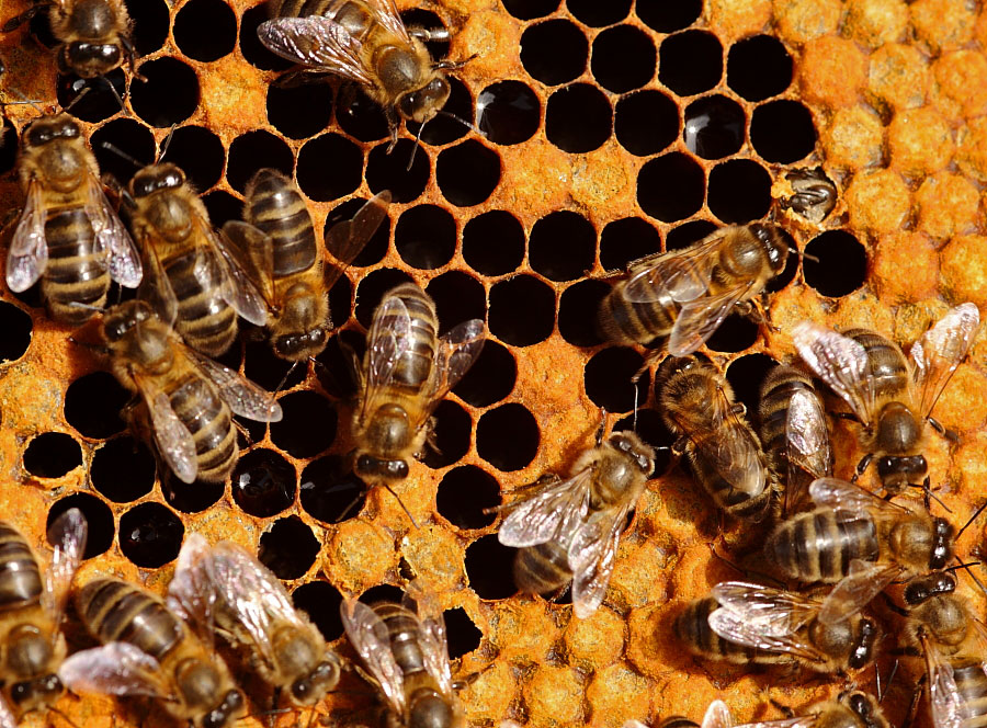 Trishaaristead's Photo Blog: Honey Bee Brood Comb