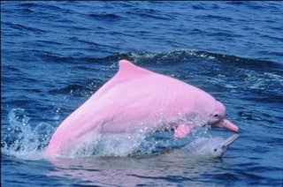 Delfin rosado del Amazonas - Taringa!