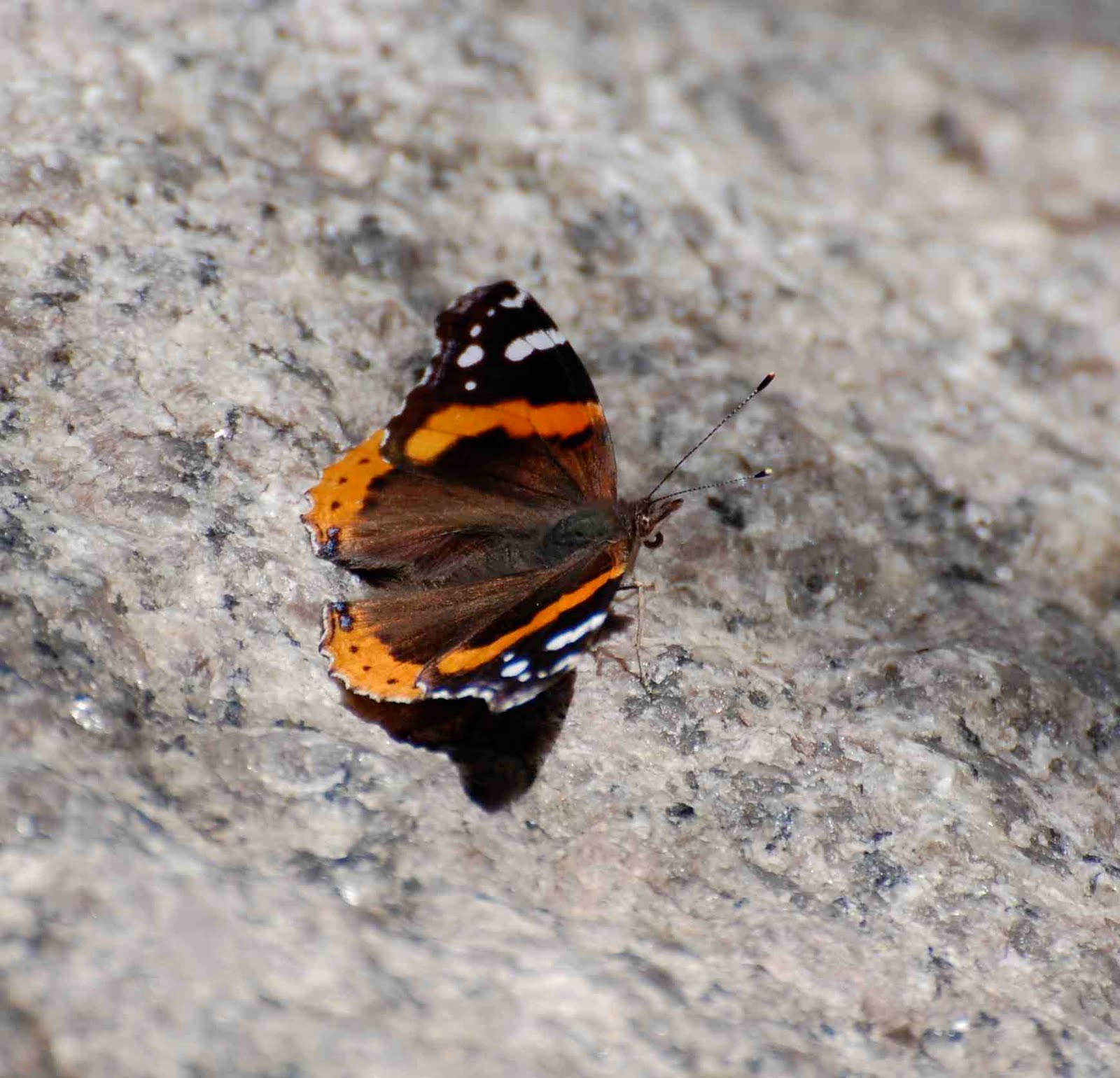 Urban Wildlife Guide: Butterfly Attack!