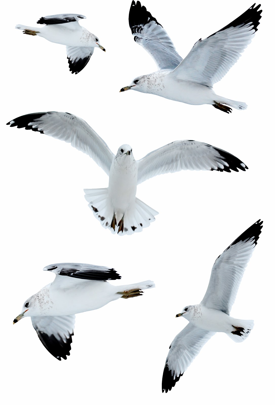 Urban Wildlife Guide: Ring-billed Gull, Larus delawarensis