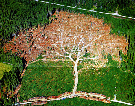 Des forêts et des arbres: Dangers, que faire?