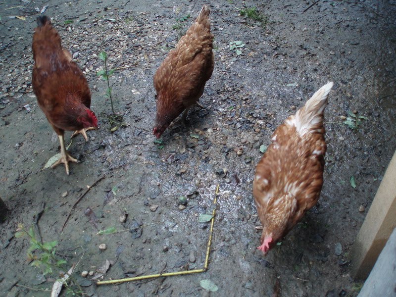 Blogul Simonei: Găini. Poze