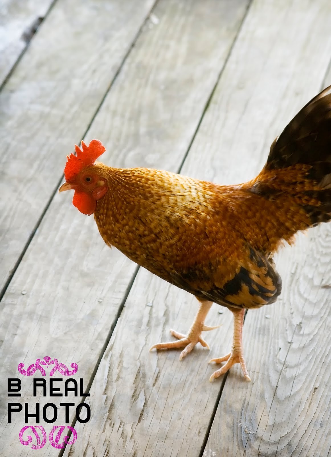 b real photo blog | engagement & wedding photography: meet rooser ...