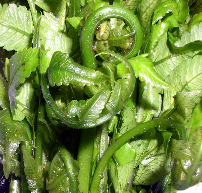 Notes From A Small Island: Pako Fern - Lunchtime Salad