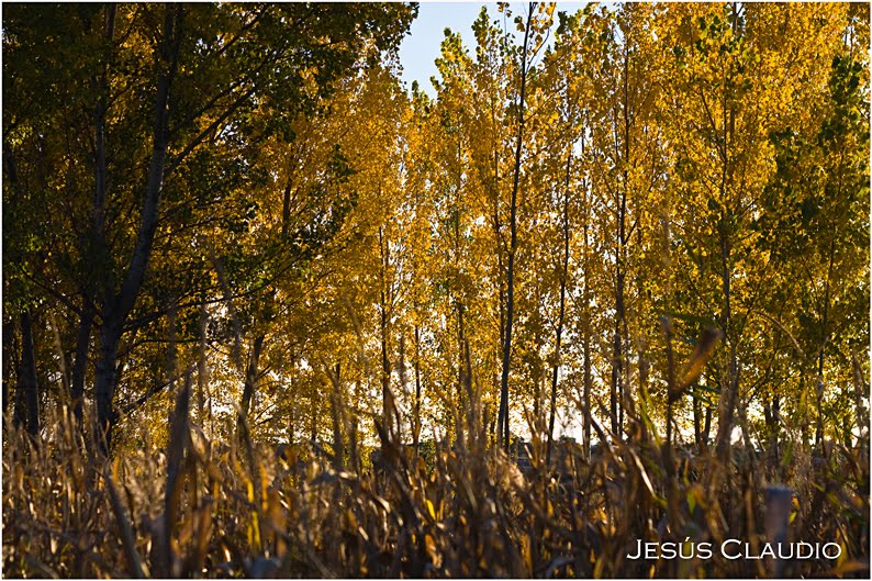 El Blog de Jesus Claudio: Alamedas en otoño.