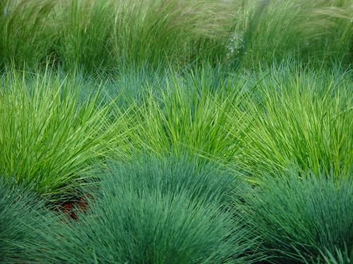 PAISAJE BITACORA: Curso-Taller de Gramineas.