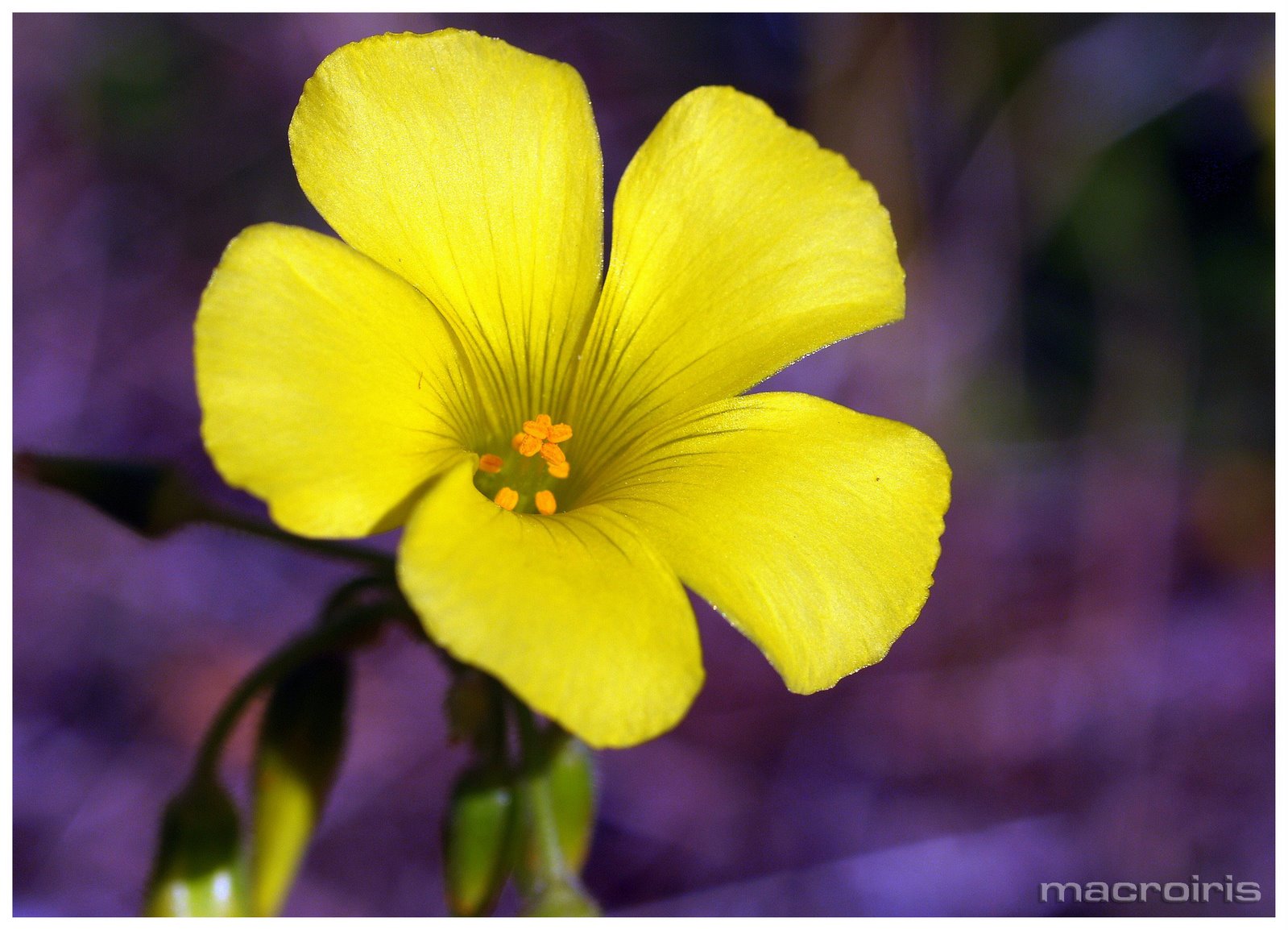 macroiris: febrero 2007