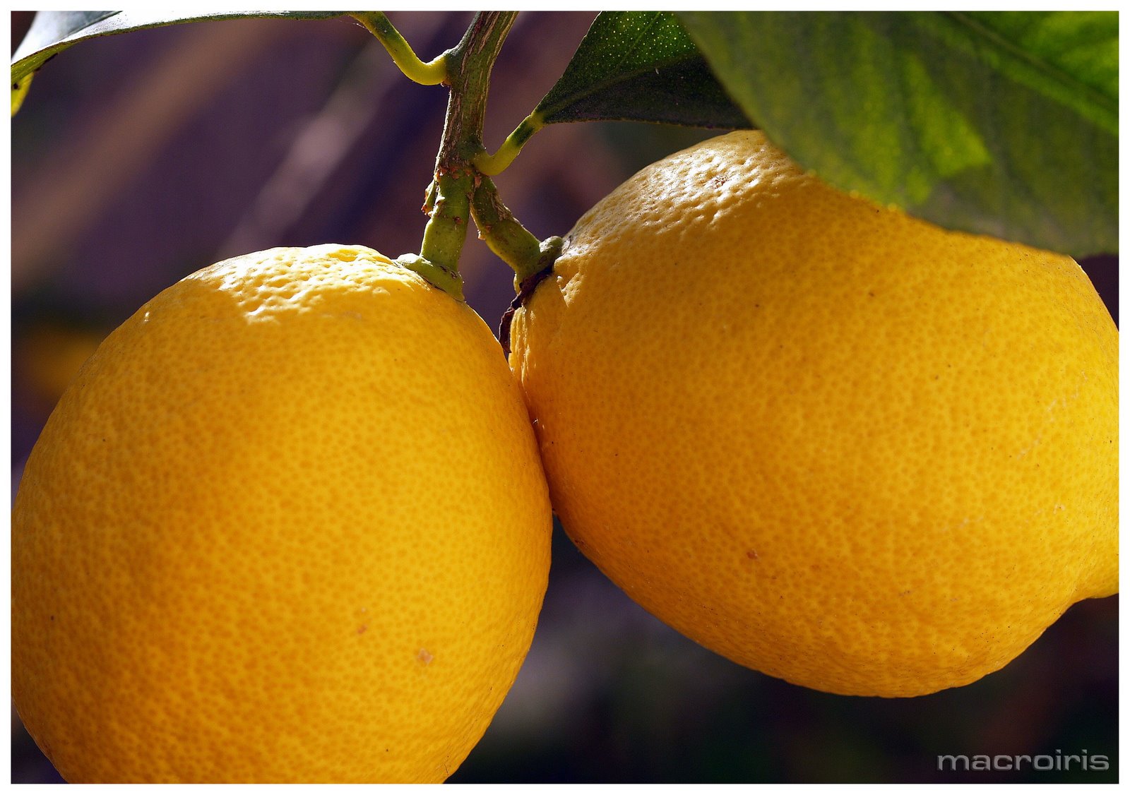 macroiris: febrero 2007