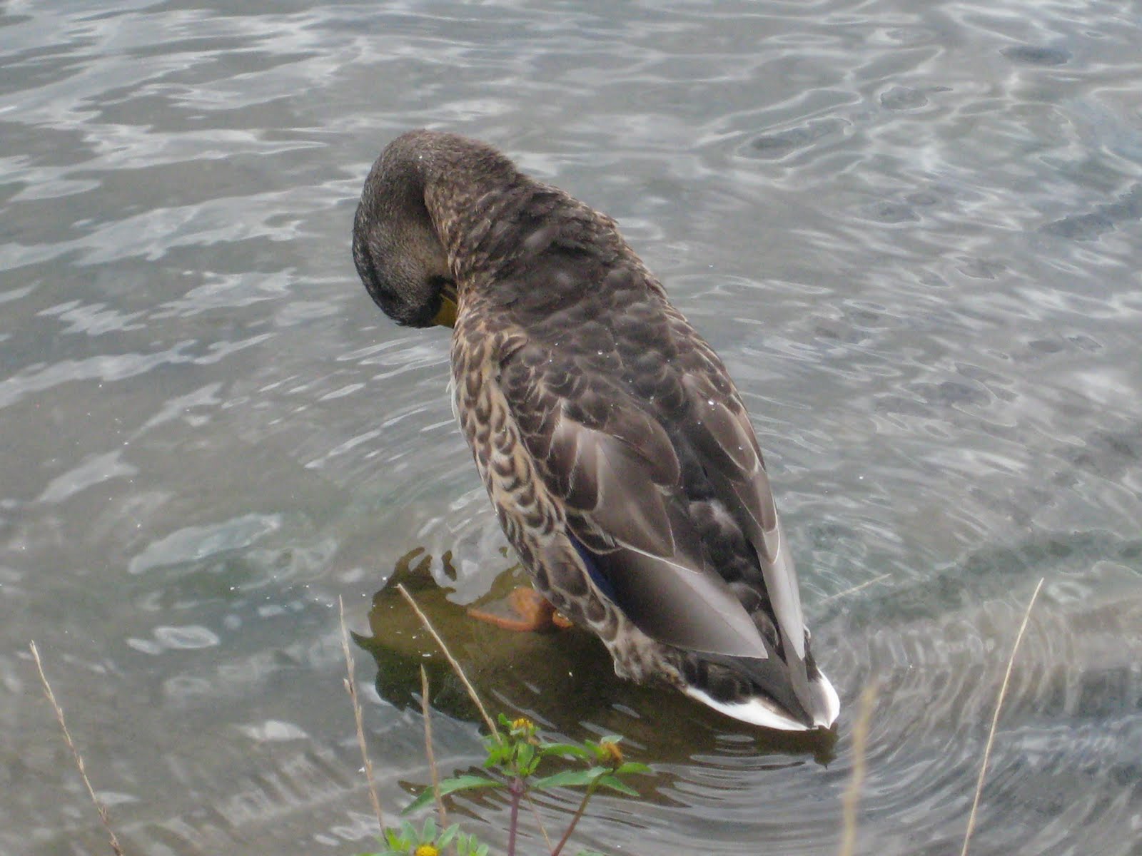 Fotografie - Excursii: Statiunea Mogosa - Maramures