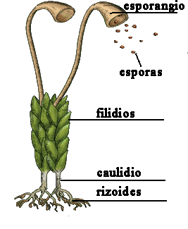 Grupo de Biología 4to A Reino Plantae M.P.S.: MUSGOS I