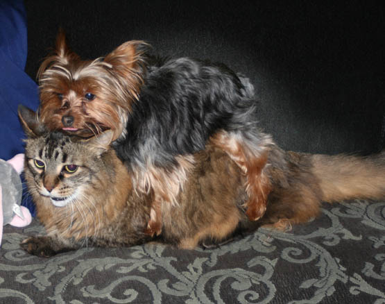 Are Yorkies Good With Cats