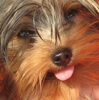 Miniature Yorkshire Terrier: Mini Yorkies From Around the World