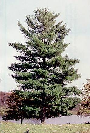 Species: White Pine