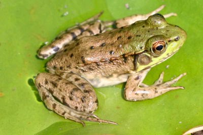Species: Green Frog