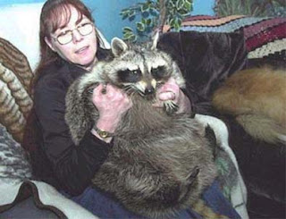 Species: Raccoon