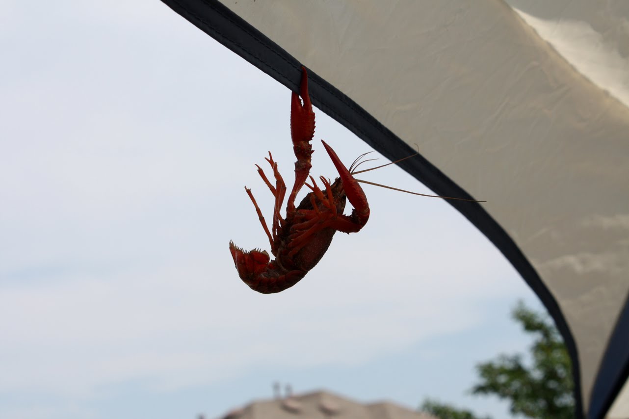 Our Life...: Mud Bugs