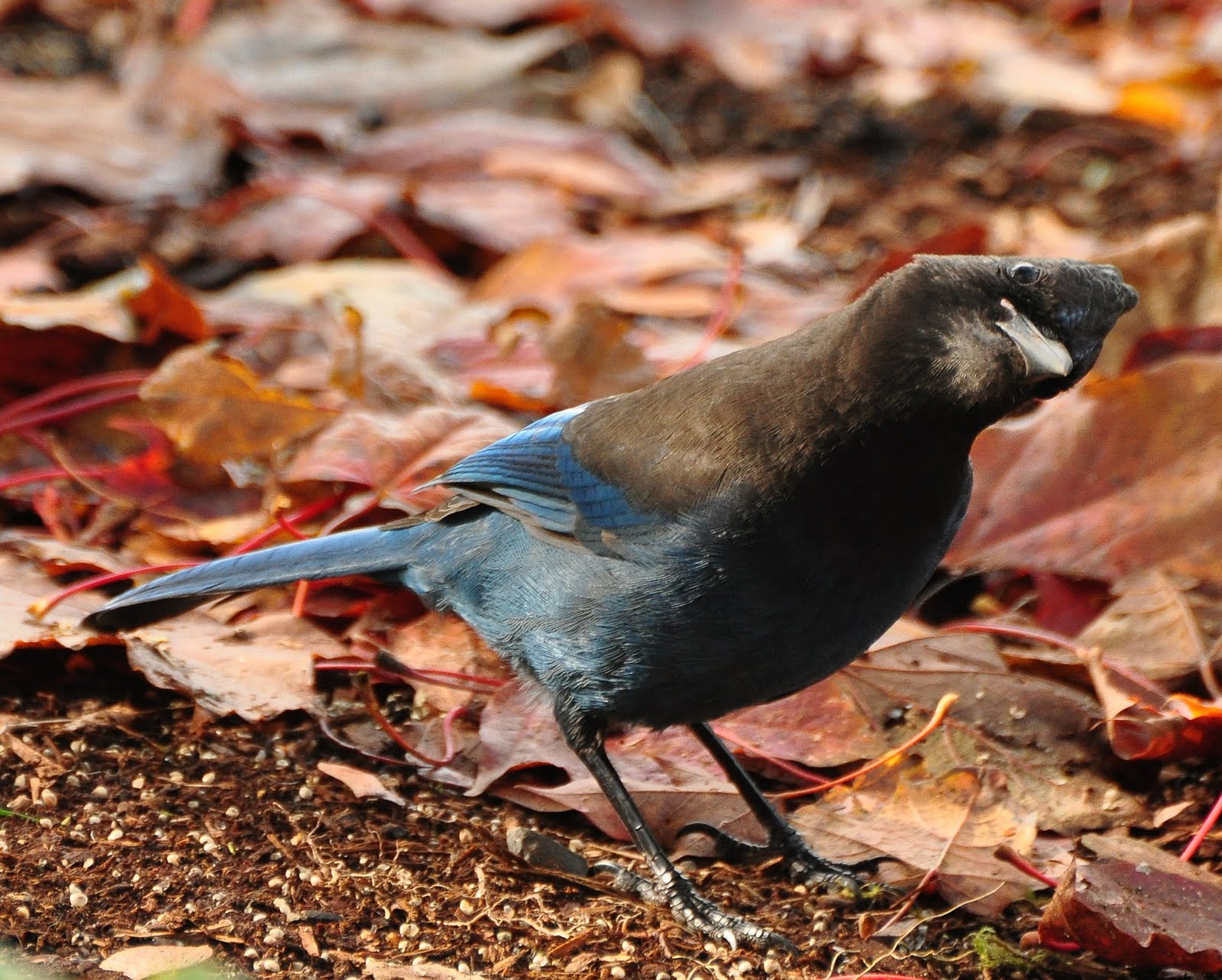 Ray Nash Images: Stellar Jay