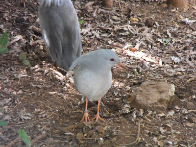 pam en nouvelle caledonie: le Notou et le Cagou oiseau qui n existent ...