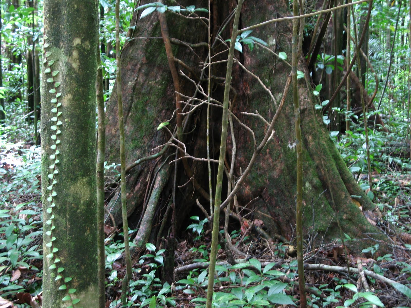 Let's Play It By Ear: Syndicate Nature Trail