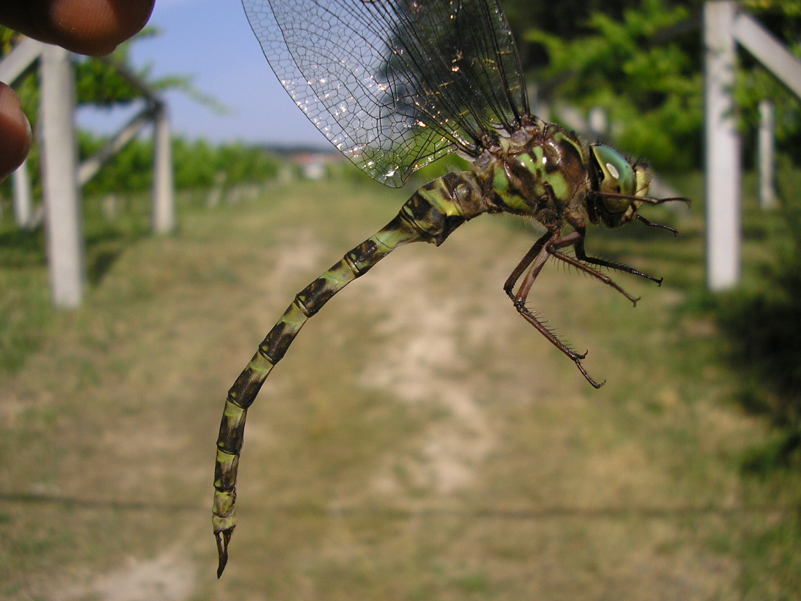 Grupo de Anelamento Anduriña: septiembre 2010