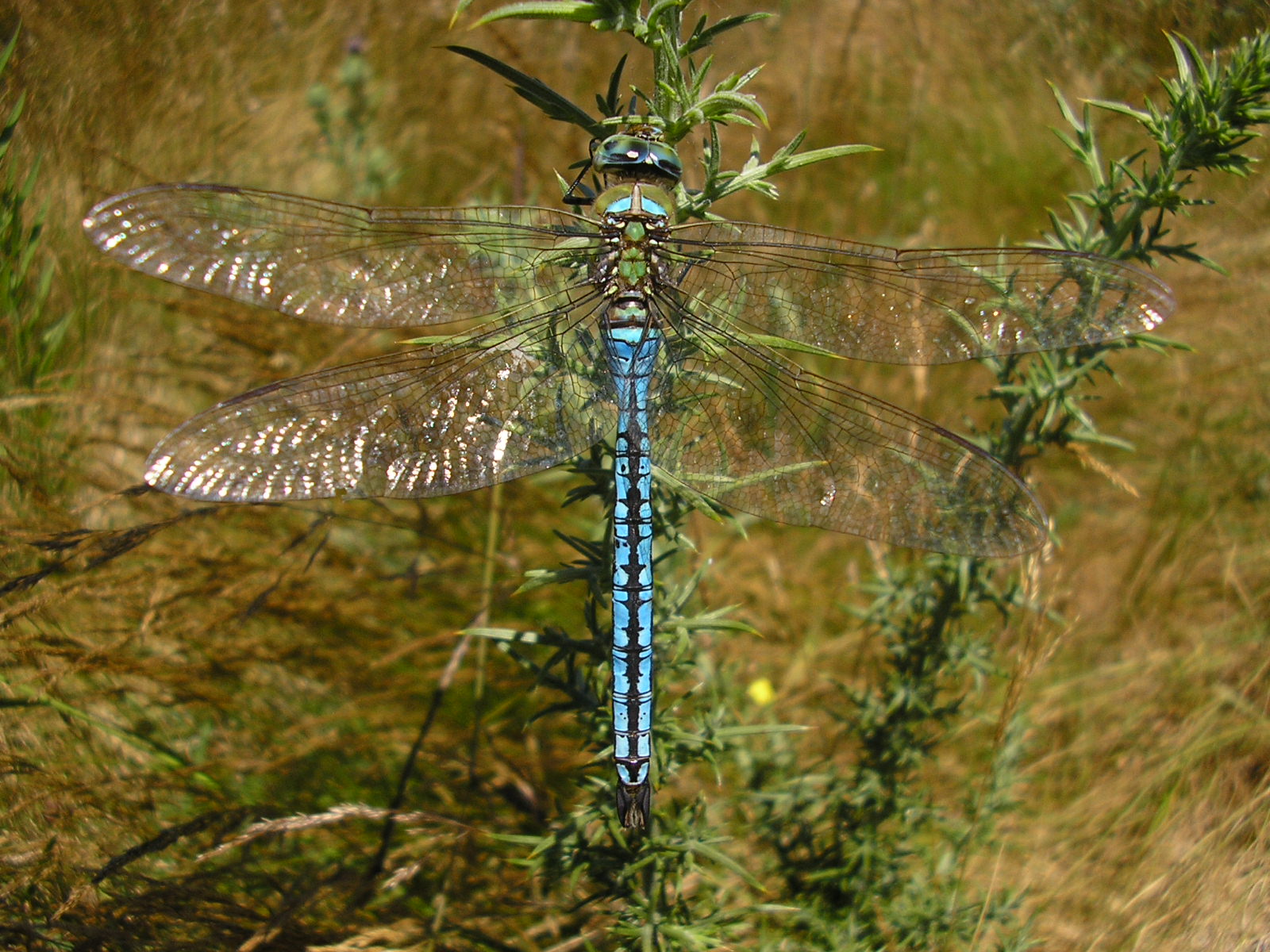 Grupo de Anelamento Anduriña: septiembre 2010