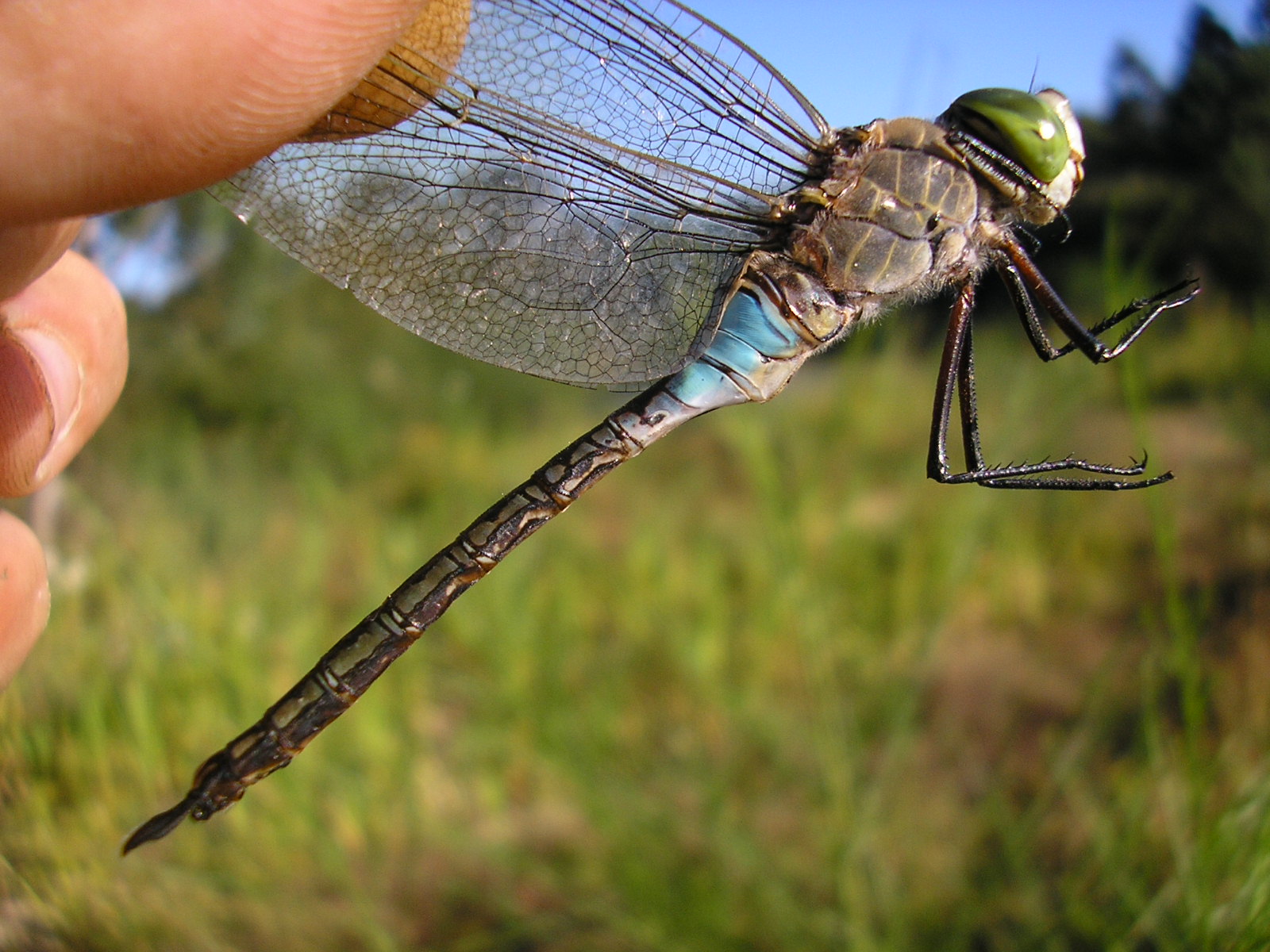 Grupo de Anelamento Anduriña: Familia Aeshnidae