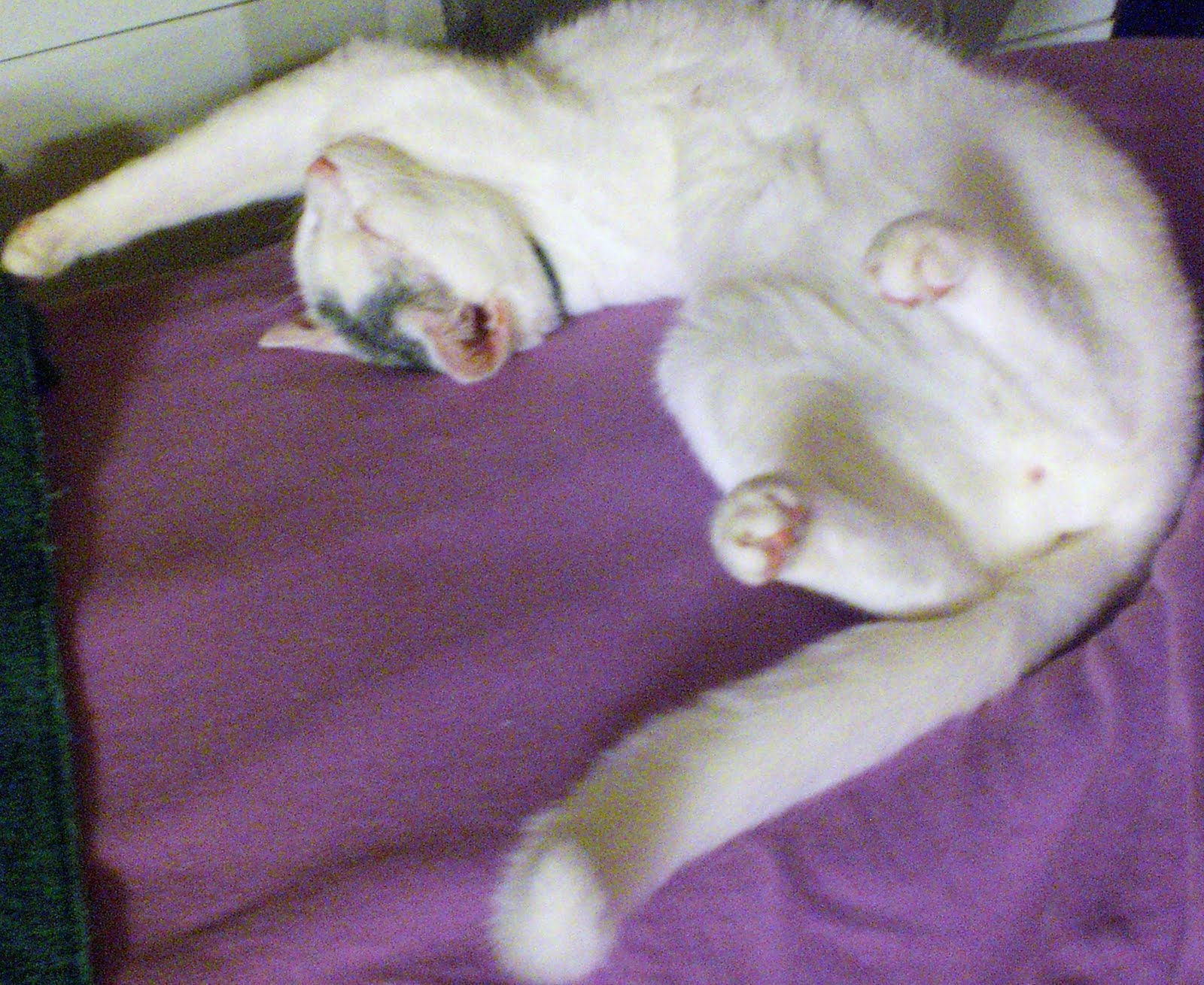 DOWAGER QUEEN: In Celebration of the Outstretched Paw