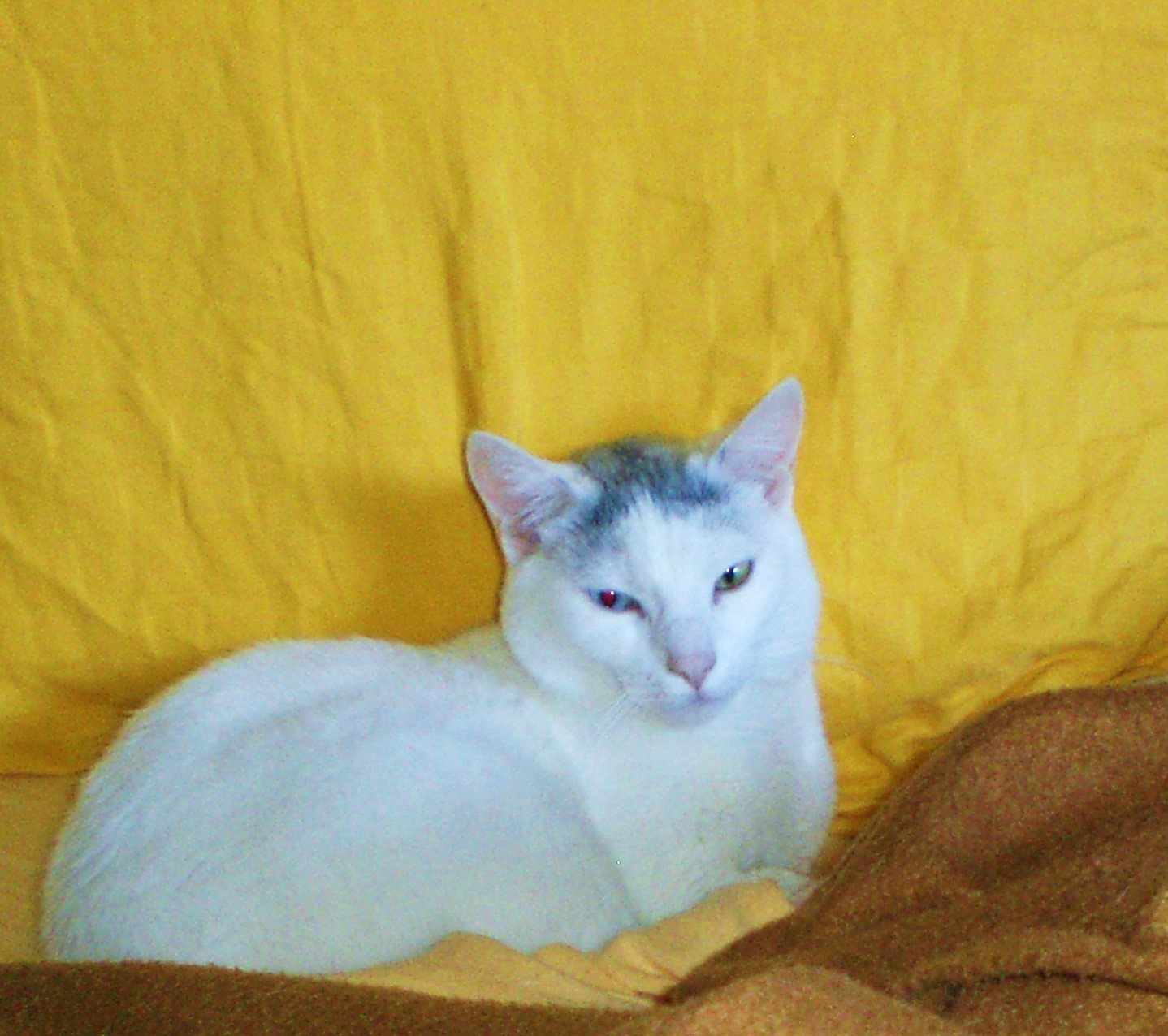 DOWAGER QUEEN: October 2010