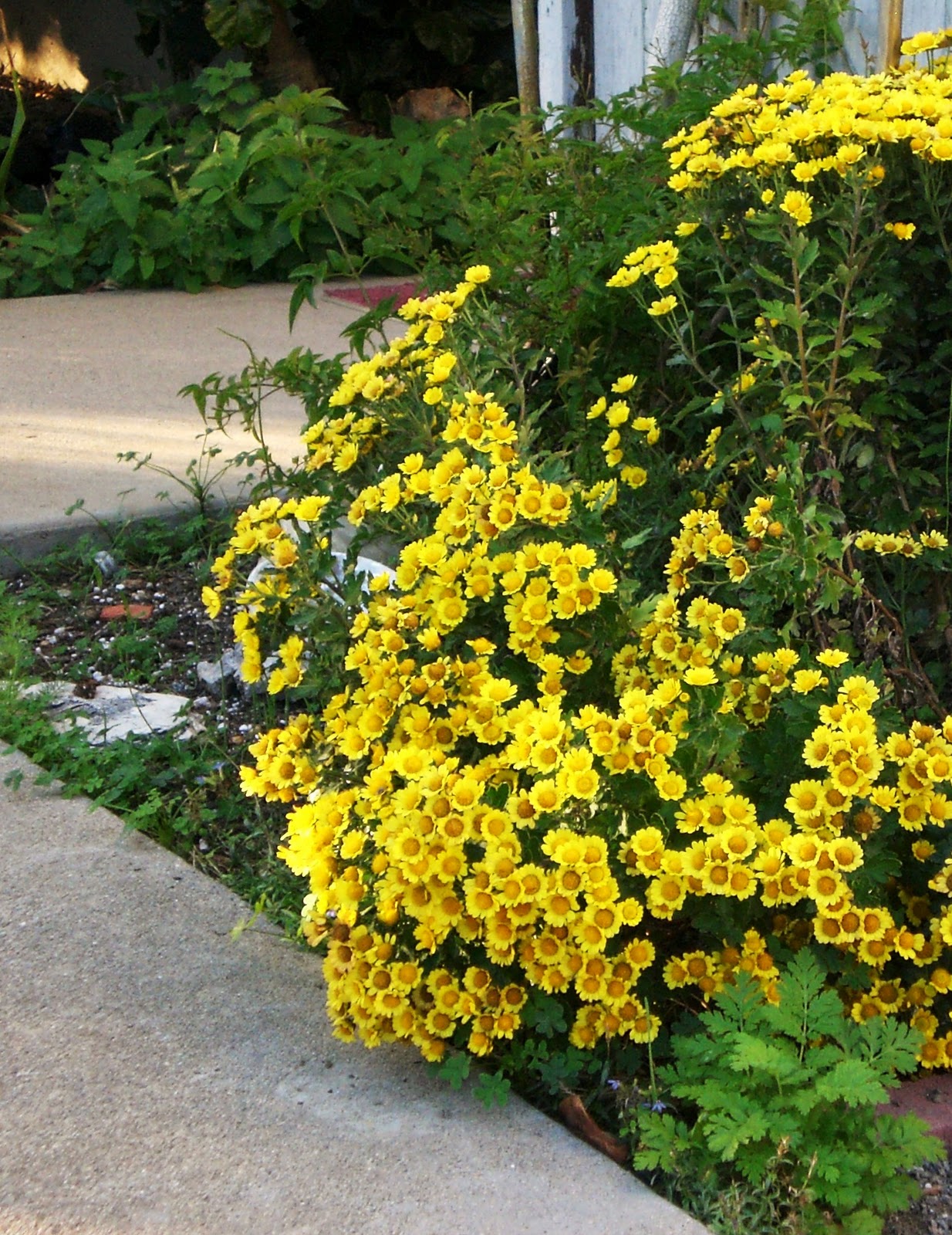 Eye Candy for the Famished: Fall Flowers - Yellow Mums
