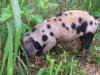 Hija de Dios: Josué y su tunco