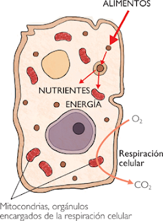 Biologia: Nutrición Heterotrofa y Atutrofa