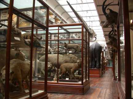 Dublin Sketchers Group: Natural History Museum - Sunday 2pm - Merrion ...