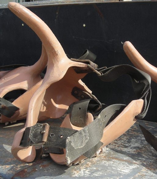 Dees Livestock: Muley Roping Steer Horns for Sale