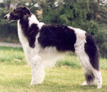 Borzoi Dog Breeds - Dog Wallpapers