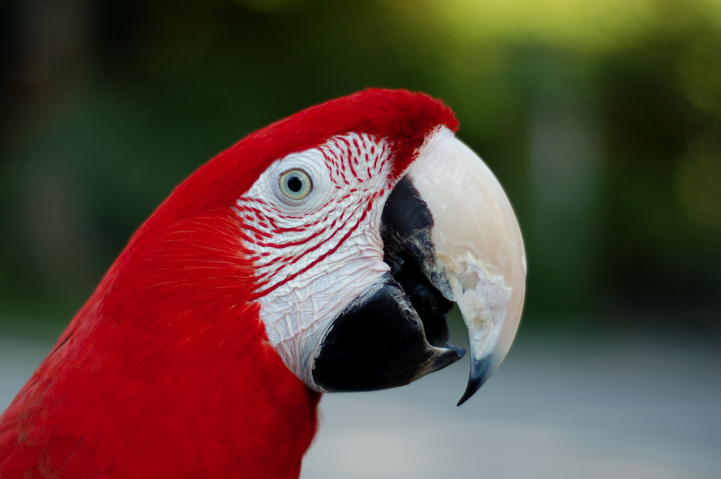 Arara vermelha (Ara chloropterus) | Papagaios & Cia