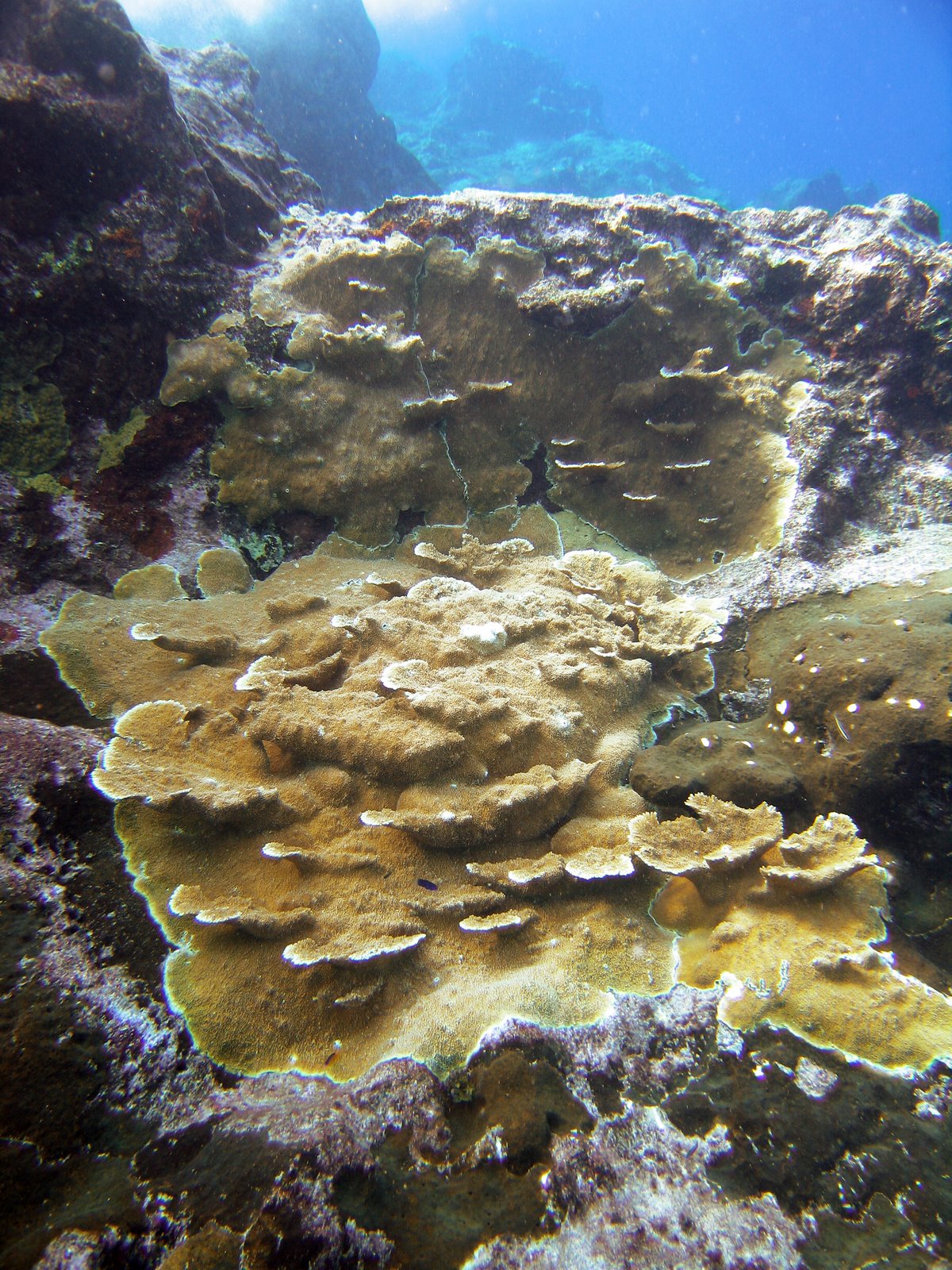 Navassa Island Expedition