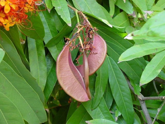 ashoka and nettilingam: asoka and nettilingam