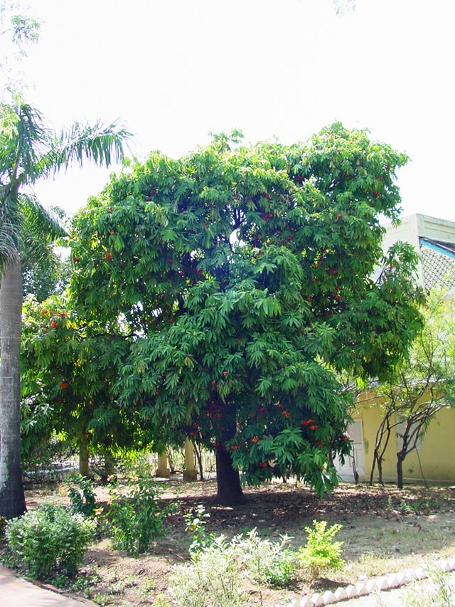 the great four trees of the religions: saracaasoca-polyalthialongifolia