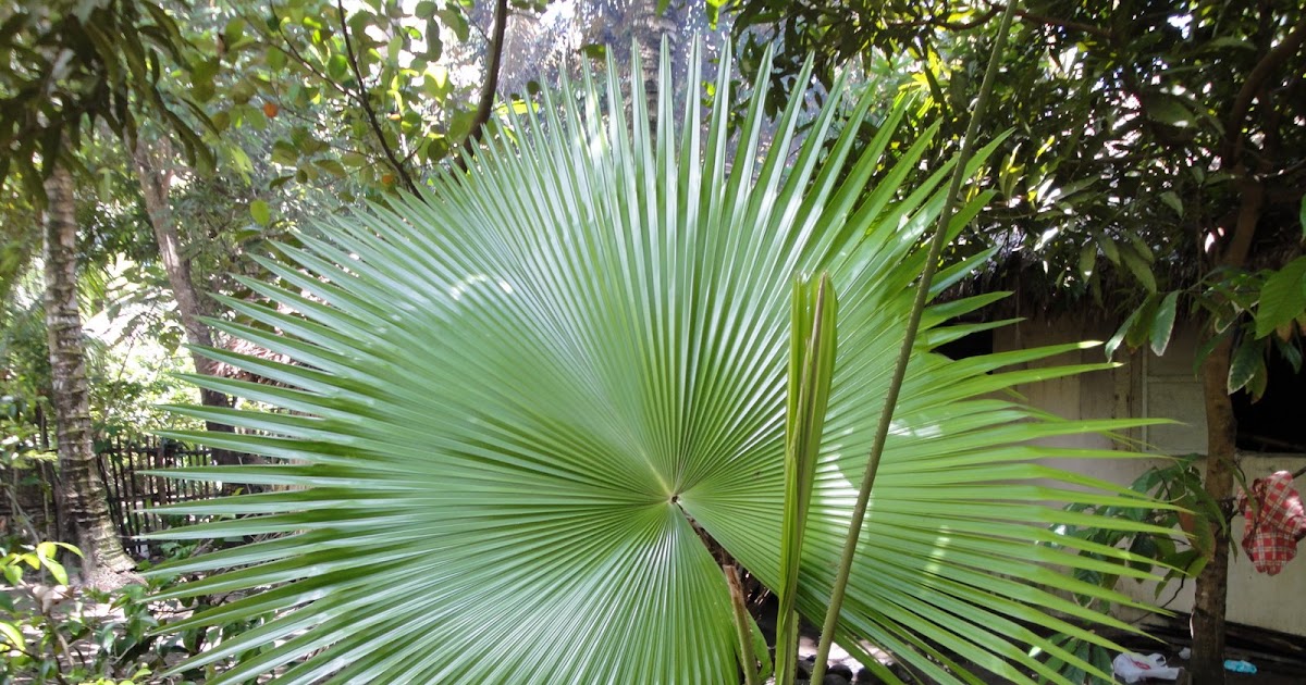 Obstacles and Glories: Anahaw Leaves