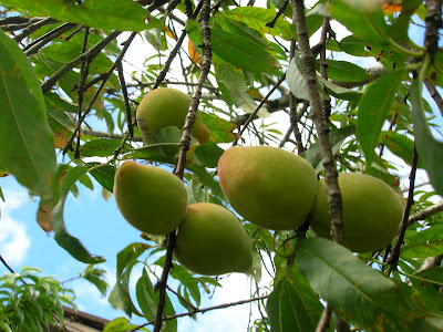 Juan Carlos: Gardening- Growing Peaches in Hawaii