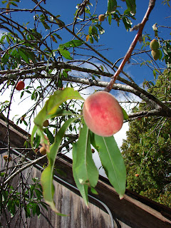Juan Carlos: Gardening- Growing Peaches in Hawaii