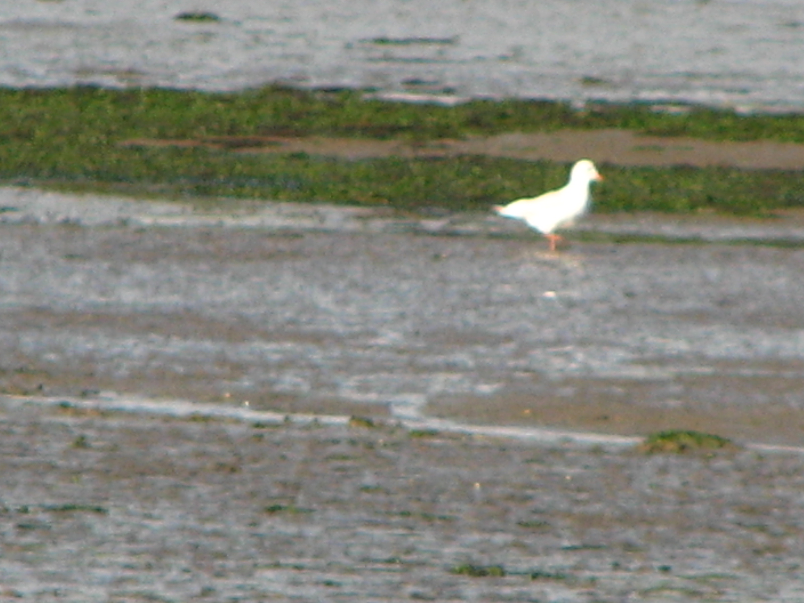 Conheça o Sapal, do vegetal ao animal!: Já Conheces o nosso sapal??