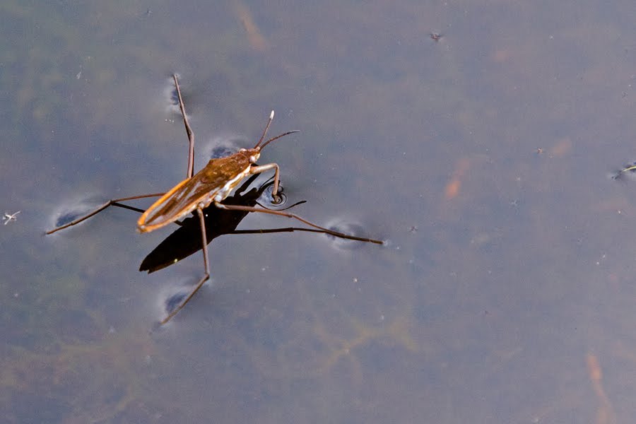 home sweet home: Neppe - Ditiscus