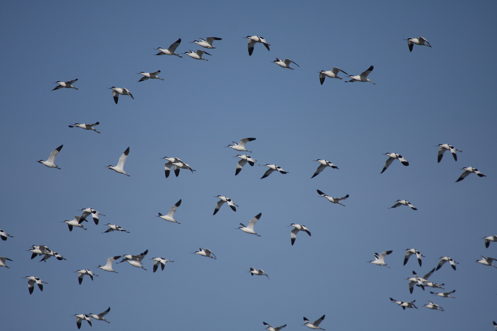 Mike Randall Bird Photography: Avocet Flight Patterns