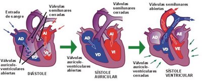 El Ciclo Cardiaco: ¿Que es el Ciclo Cardiaco?