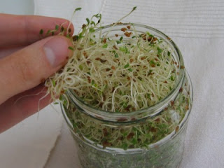 Margarita Stewart: Easy and Healthy Sprouts! Make them Yourself with ...