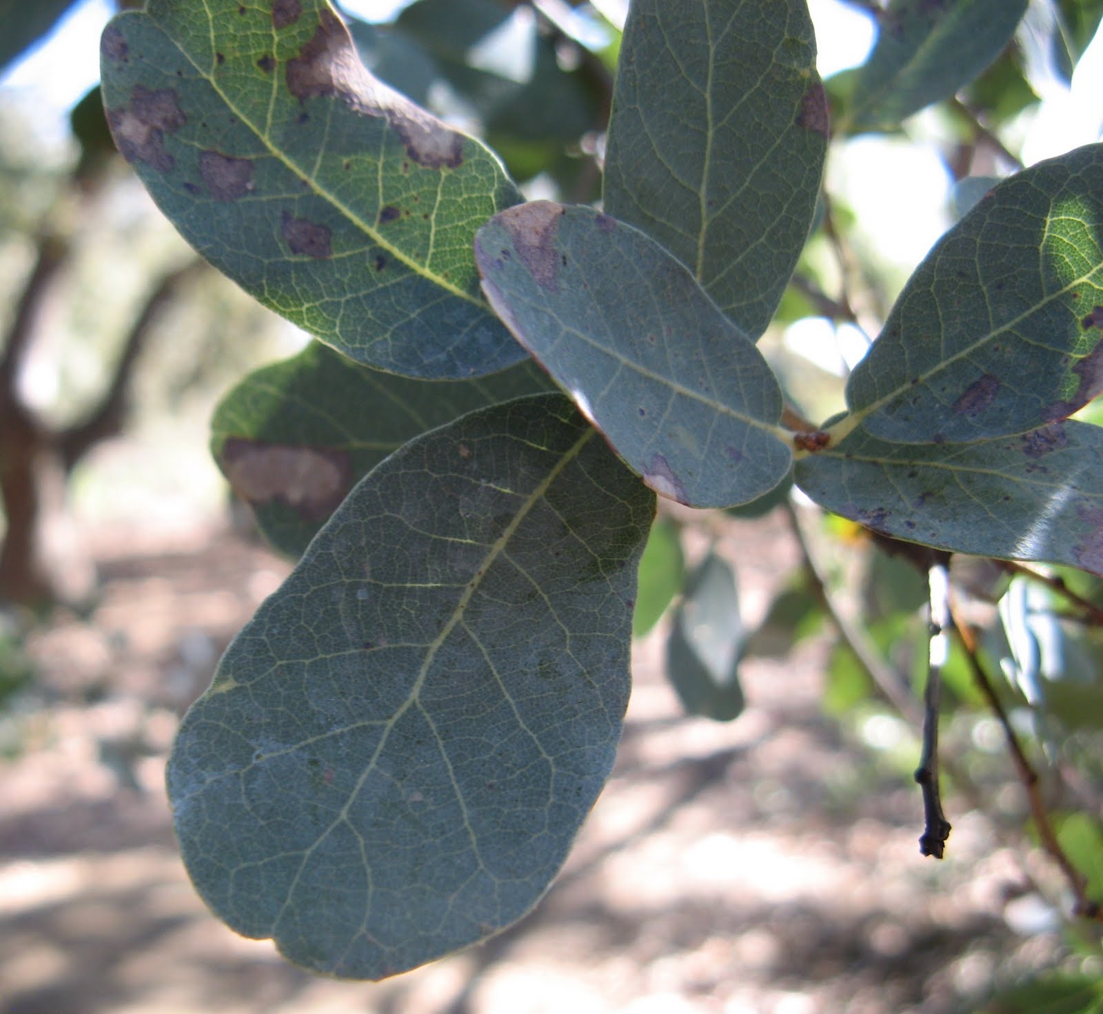 Rooted in California: The variety of Oaks - As seen thru their Leaves