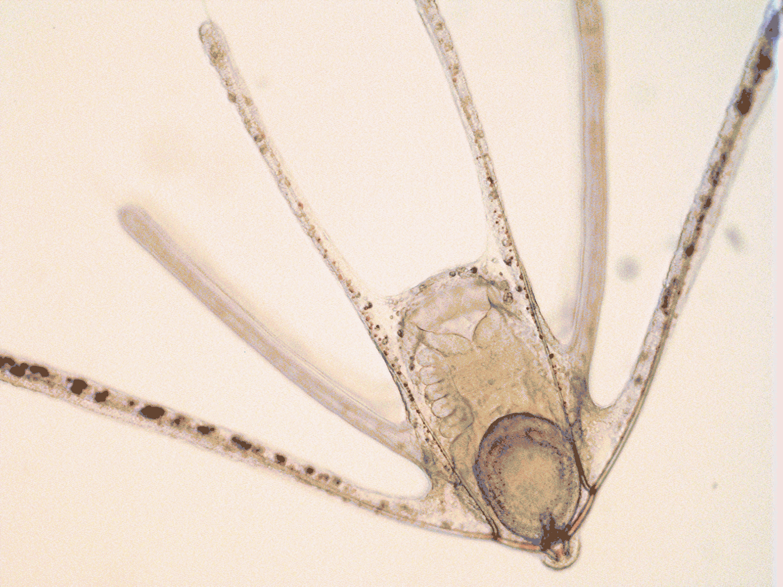 Invertebrate Embryology: Hydrocoel in 8-Armed Ophiopluteus