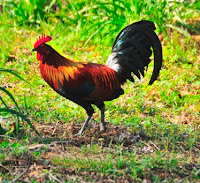 Alfie & Company Photography: Fitzgerald, GA Wild Chicken Festival